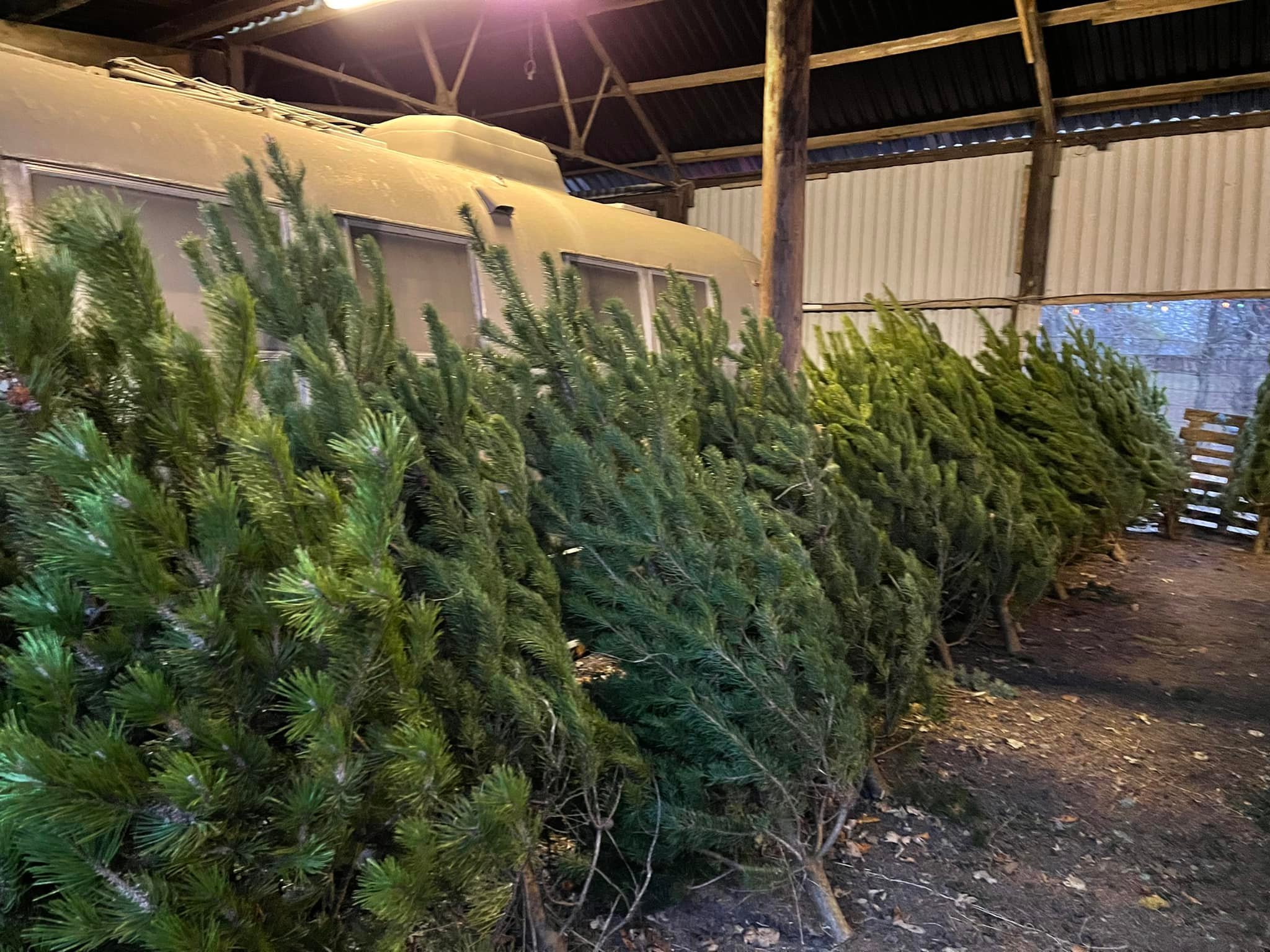 Scott's House Farm Christmas Trees – Range of Christmas Trees available ...
