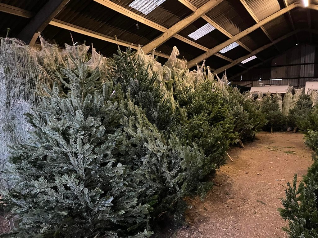 Scott's House Farm Christmas Trees – Range of Christmas Trees available ...