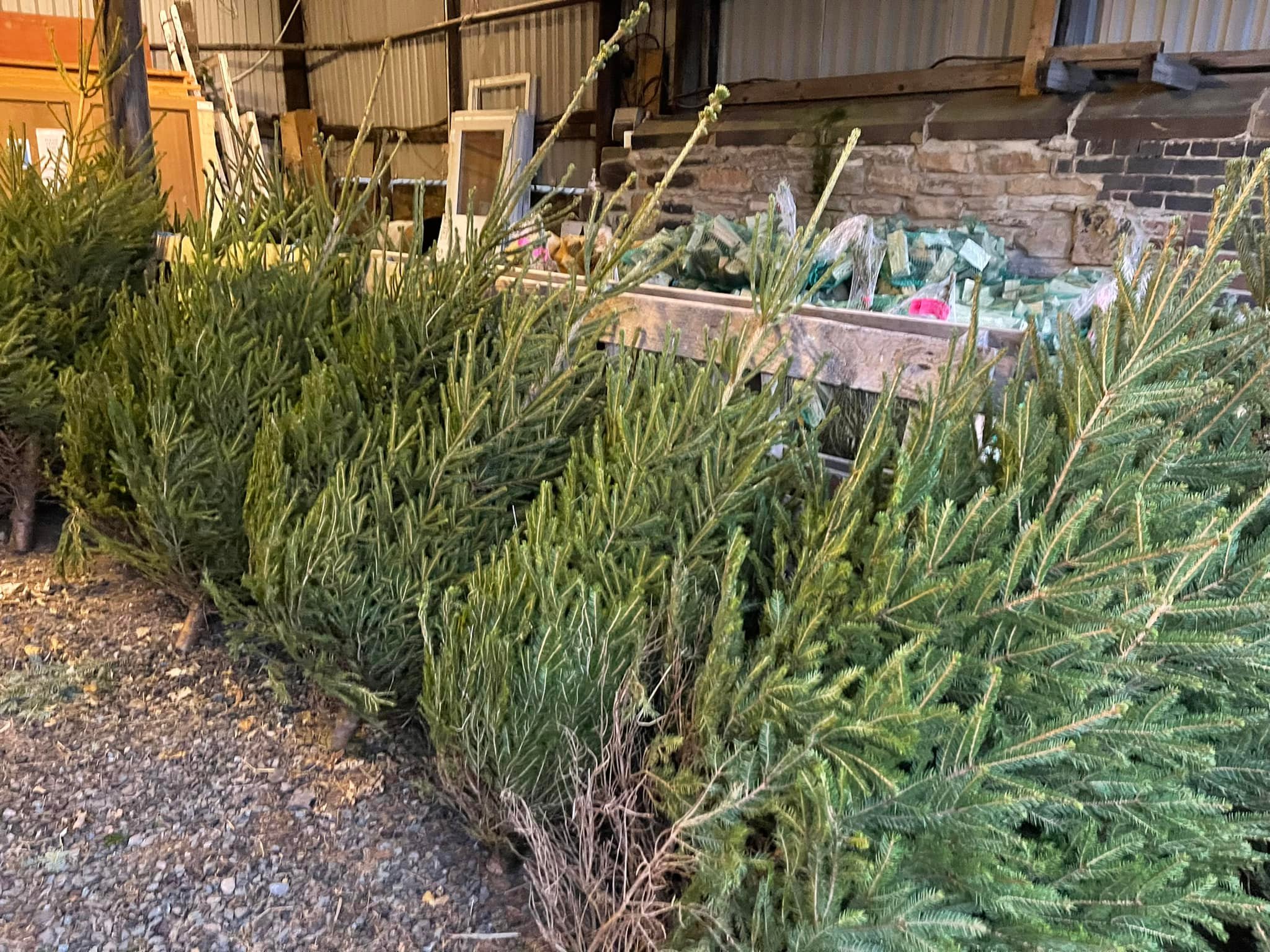 Scott's House Farm Christmas Trees – Range of Christmas Trees available ...