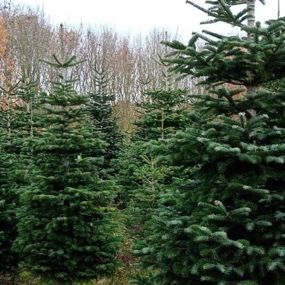Scott's House Farm Christmas Trees – Range of Christmas Trees available ...