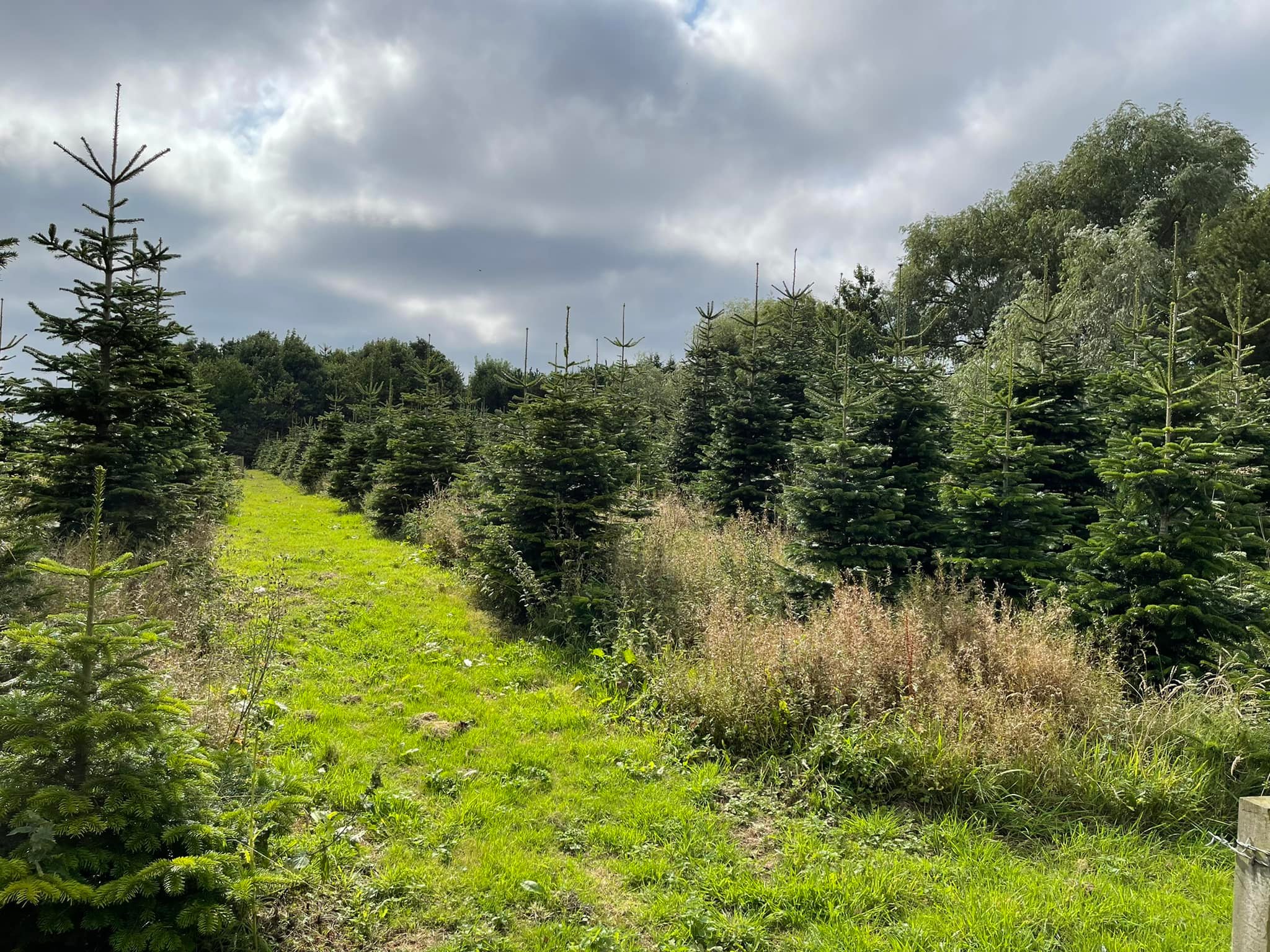 Nordmann Christmas Trees – Scott's House Farm Christmas Trees